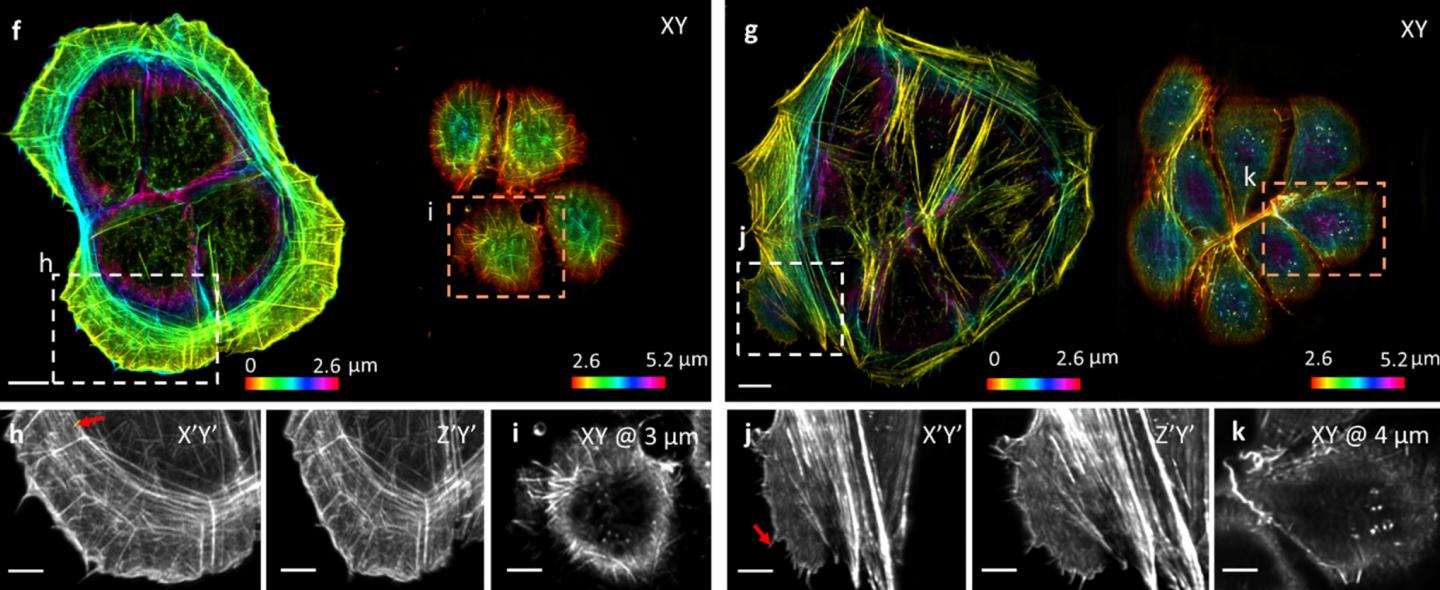 Mirrored Coverslip Images [IMAGE] | EurekAlert! Science News Releases