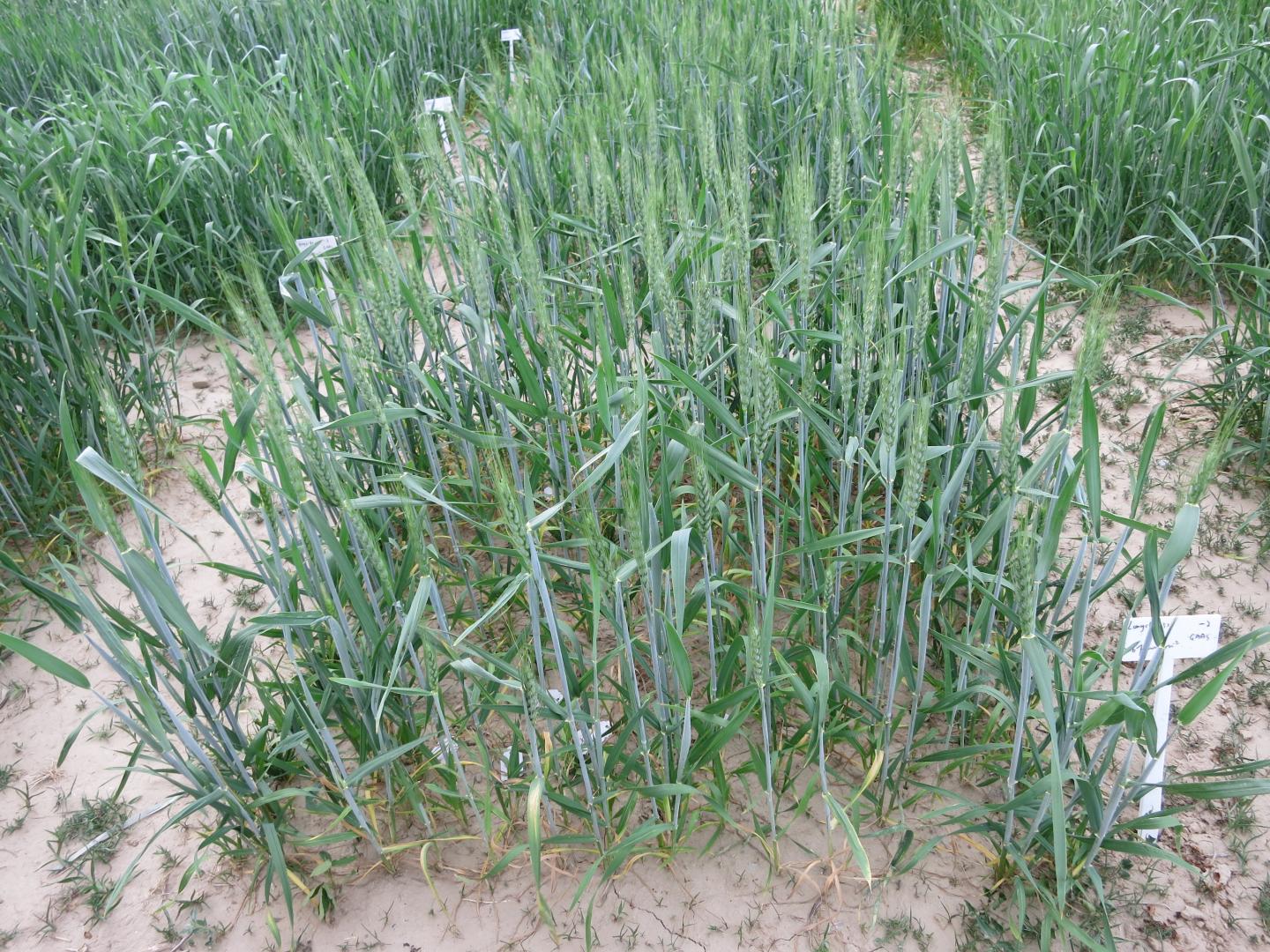 Field test in China [IMAGE] | EurekAlert! Science News Releases