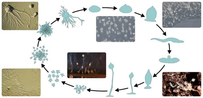 Lifecycle of the slime mold Di [IMAGE] | EurekAlert! Science News Releases