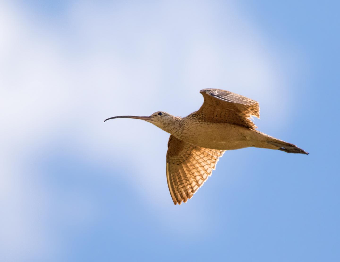 Curlew [IMAGE] | EurekAlert! Science News Releases