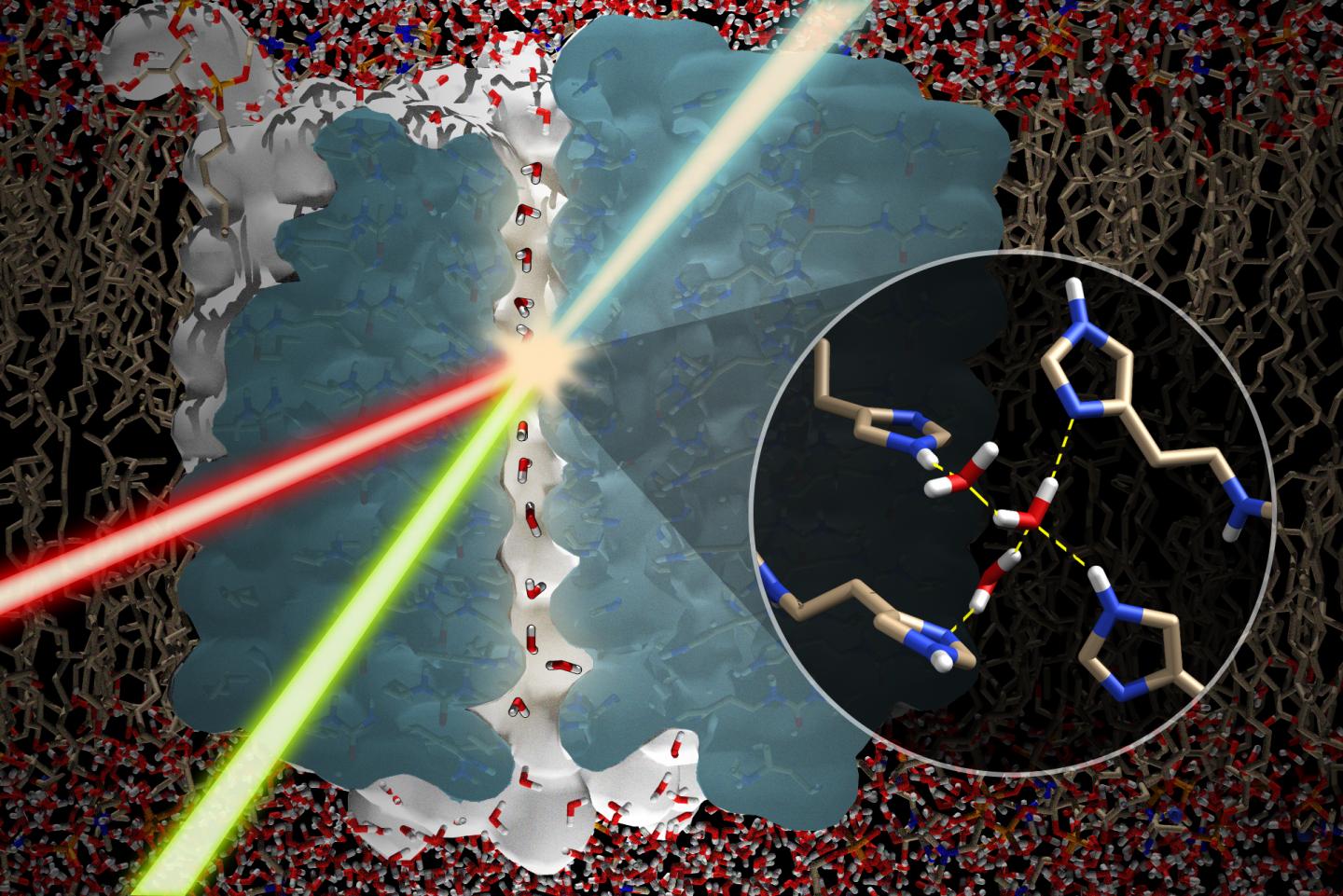 Proof of water wires motivated by a biologica | EurekAlert!
