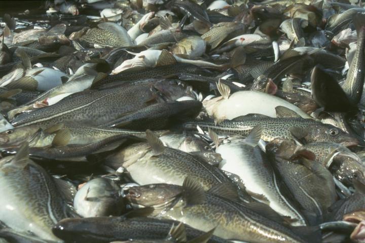 Cod [IMAGE] | EurekAlert! Science News Releases