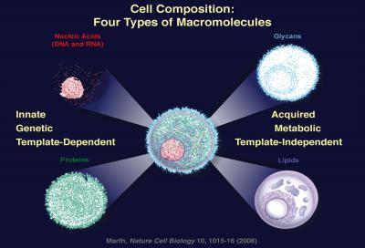 4 Types of Macromolecules in C [IMAGE] | EurekAlert! Science News Releases