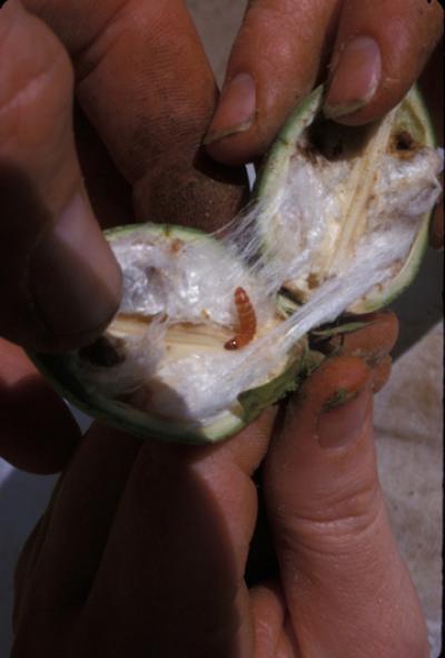 Pink Bollworm Inside Boll #2 [IMAGE] | EurekAlert! Science News Releases