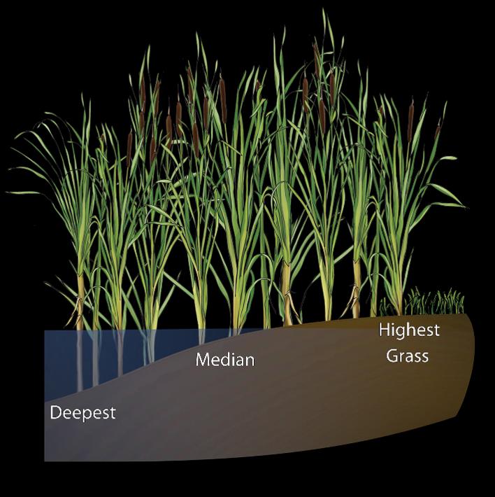 Cattail Illustration [IMAGE] | EurekAlert! Science News Releases