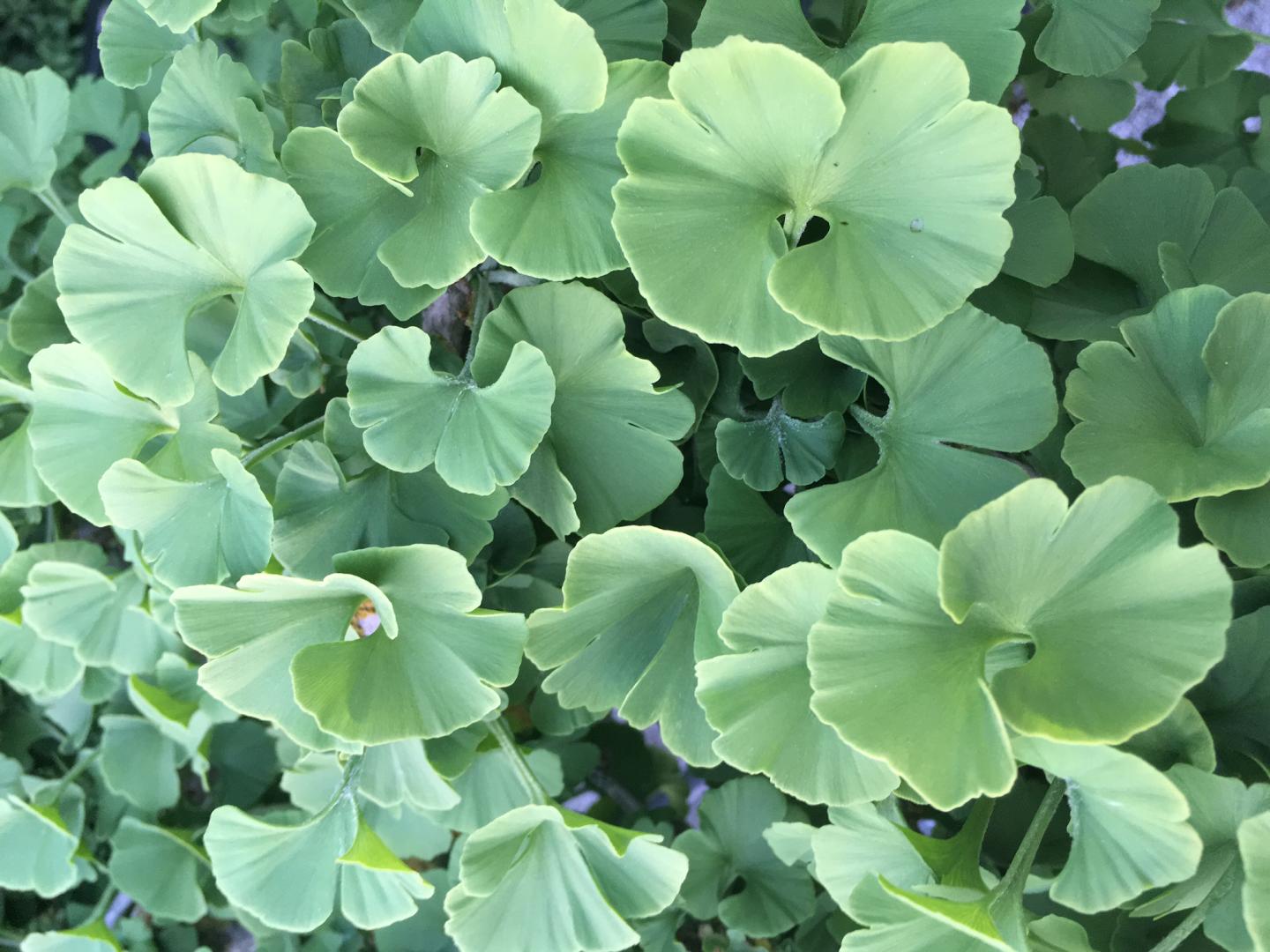 Ginkgo [IMAGE] | EurekAlert! Science News Releases