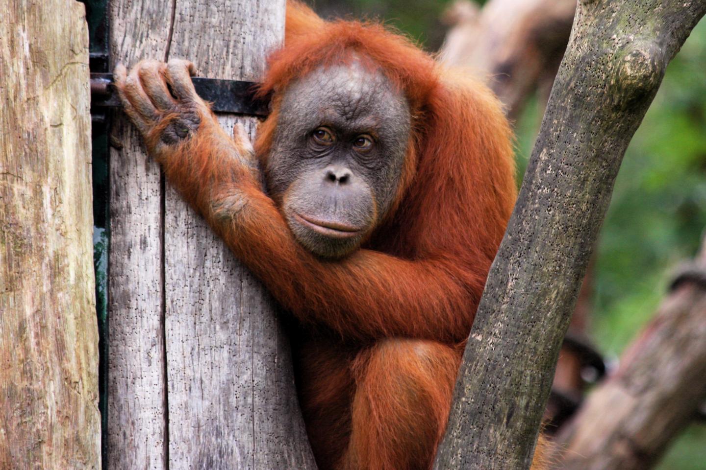 Orangutan [IMAGE] | EurekAlert! Science News Releases