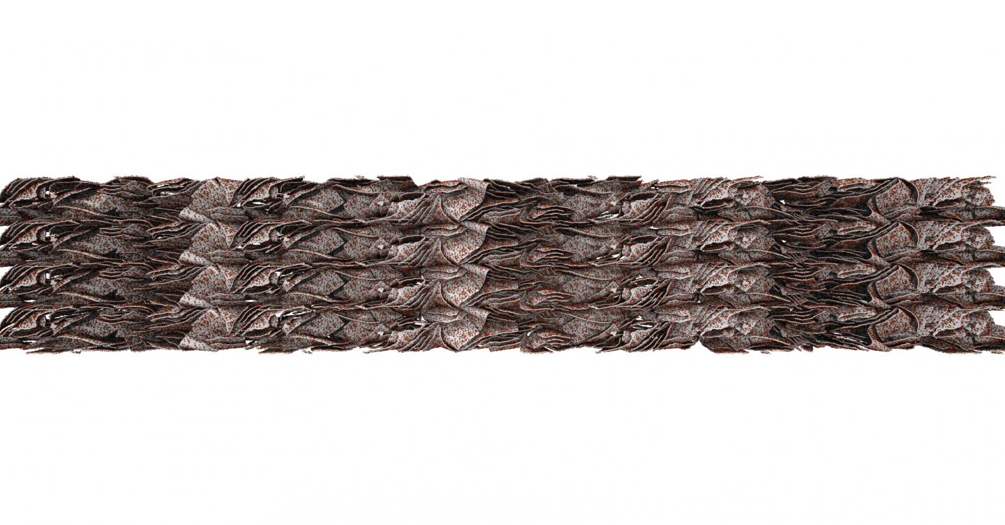 STRAIN 1 [IMAGE] | EurekAlert! Science News Releases