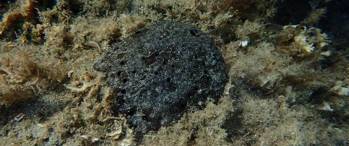 Diseased sponge [IMAGE] | EurekAlert! Science News Releases