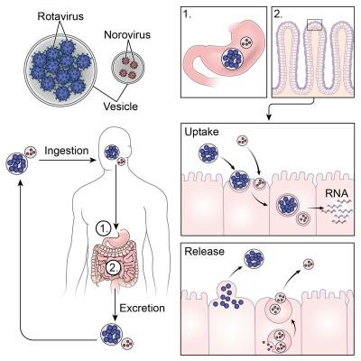 Fecal-Oral Transmission of Mem [IMAGE] | EurekAlert! Science News Releases
