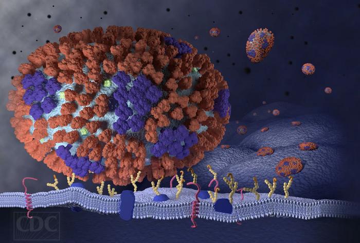 Flu infection [IMAGE] | EurekAlert! Science News Releases