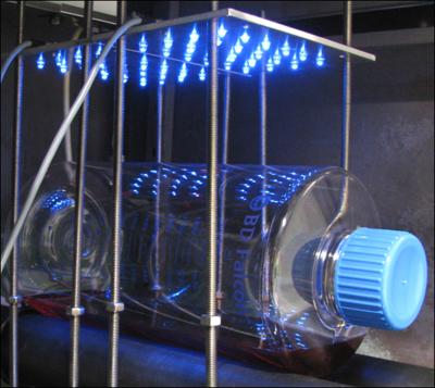 Blue Light Activates Genes on [IMAGE] | EurekAlert! Science News Releases