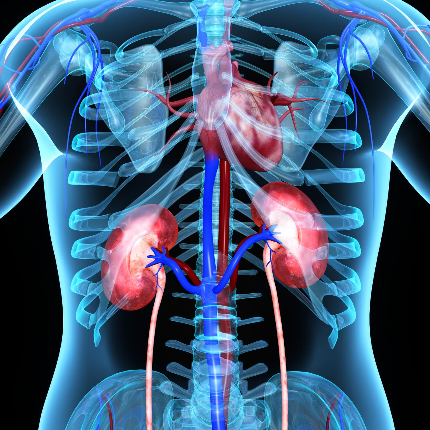 Kidney Transplant Study [IMAGE] | EurekAlert! Science News Releases