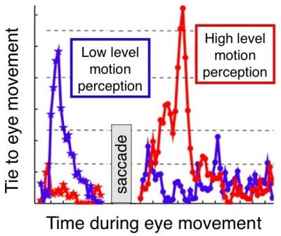 Understanding smooth eye pursuit | EurekAlert!