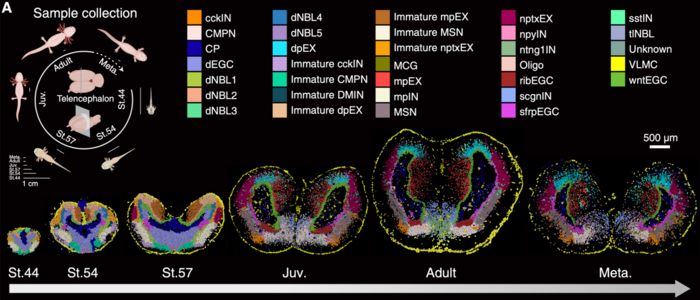 Axolotl brain development [IMAGE] | EurekAlert! Science News Releases