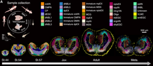 Tissue types the axolotl can r [IMAGE] | EurekAlert! Science News Releases