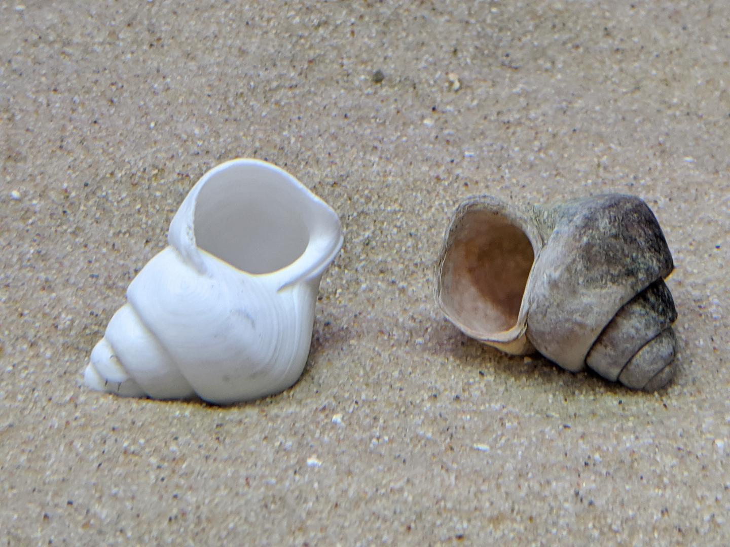 3D Printed Shell with Real She [IMAGE] | EurekAlert! Science News Releases