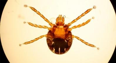 Rhipicephalus Microplus