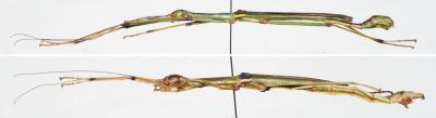 A master of disguise: A new stick insect spec | EurekAlert!