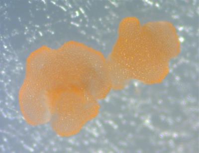 Fruiting Bodies of Pyronema [IMAGE] | EurekAlert! Science News Releases