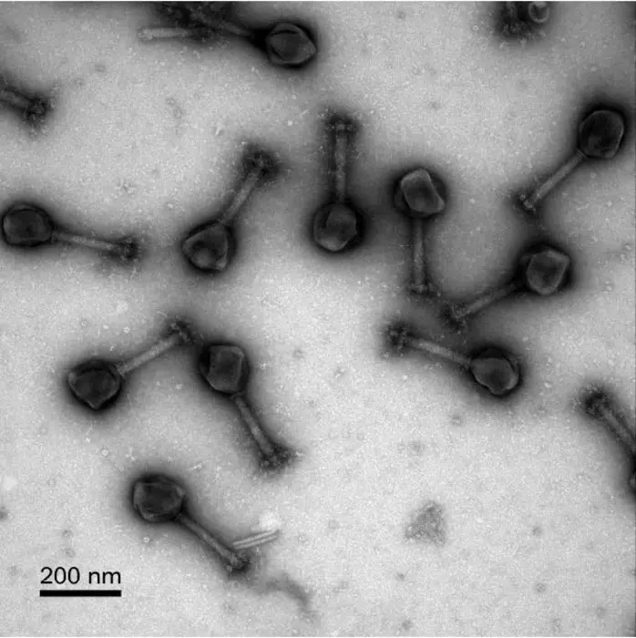 Jumbo virus phikzvirus [IMAGE] | EurekAlert! Science News Releases