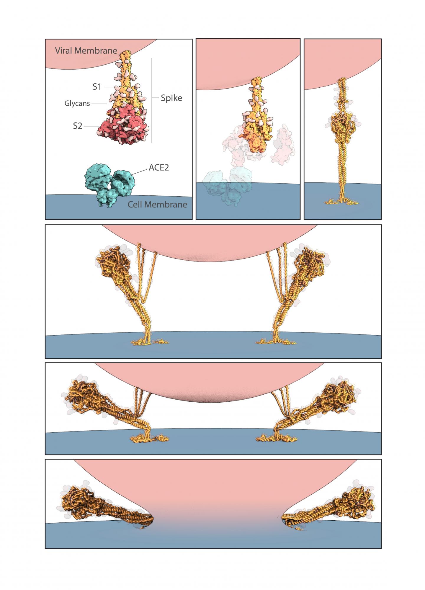 The spike protein shape change [IMAGE] | EurekAlert! Science News Releases