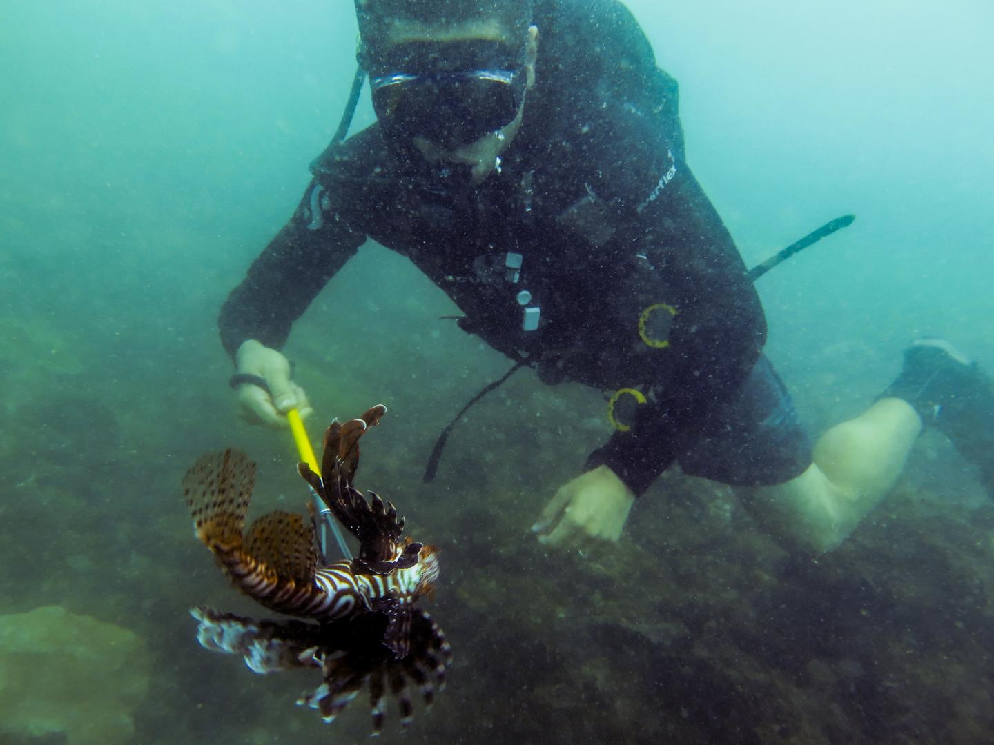 Invasive lionfish may be a selective predator | EurekAlert!