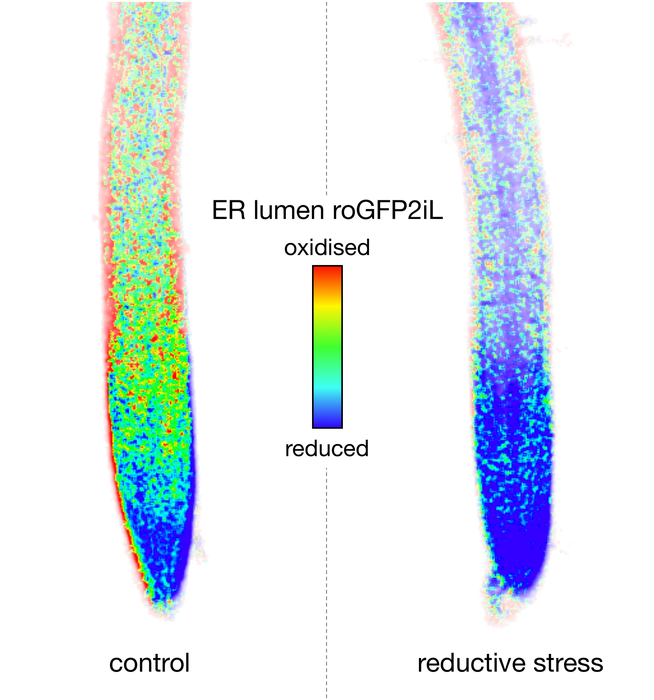 Two root tips of thale cress, [IMAGE] | EurekAlert! Science News Releases