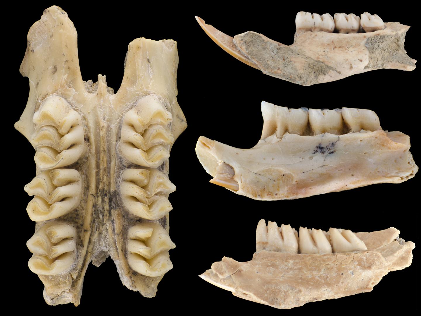Fossil cloud rat teeth [IMAGE] | EurekAlert! Science News Releases