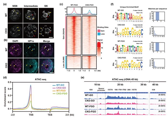Novel roles of nucleic acid G-quadruplex medi | EurekAlert!