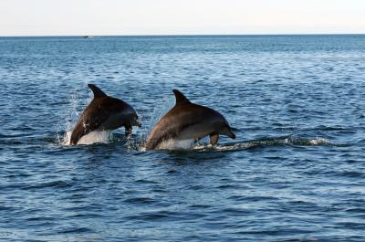 Male Dolphins [IMAGE] | EurekAlert! Science News Releases