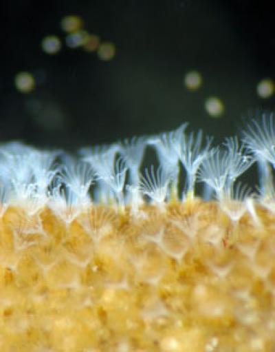 Bryozoan Alcyonidium diapha [IMAGE] | EurekAlert! Science News Releases