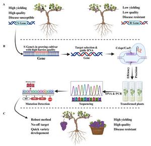 Grape expectations: Genetic editing for disea | EurekAlert!