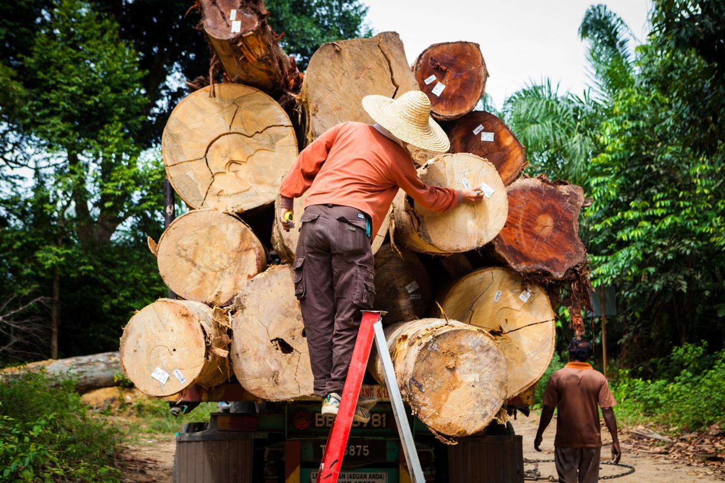 Human-driven Extinction of Wor [IMAGE] | EurekAlert! Science News Releases