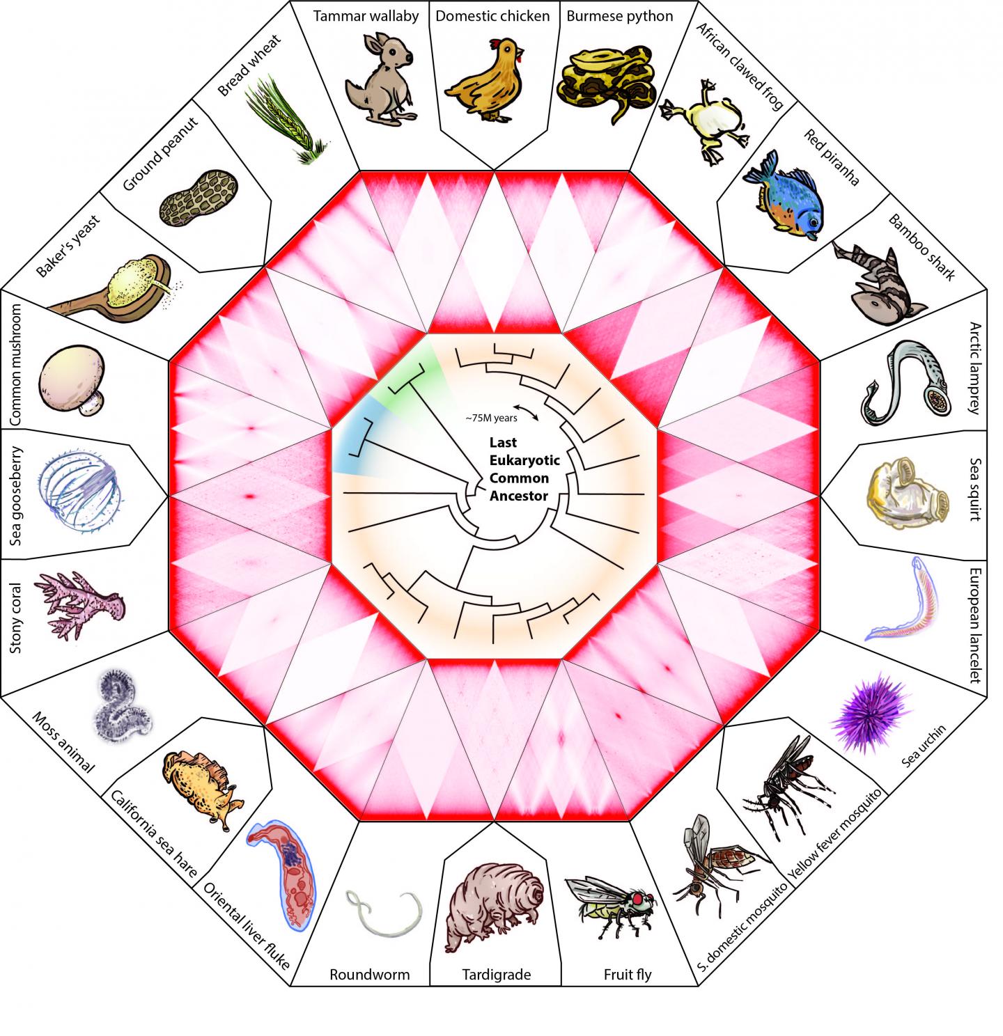 A comprehensive overview of ge [IMAGE] | EurekAlert! Science News Releases