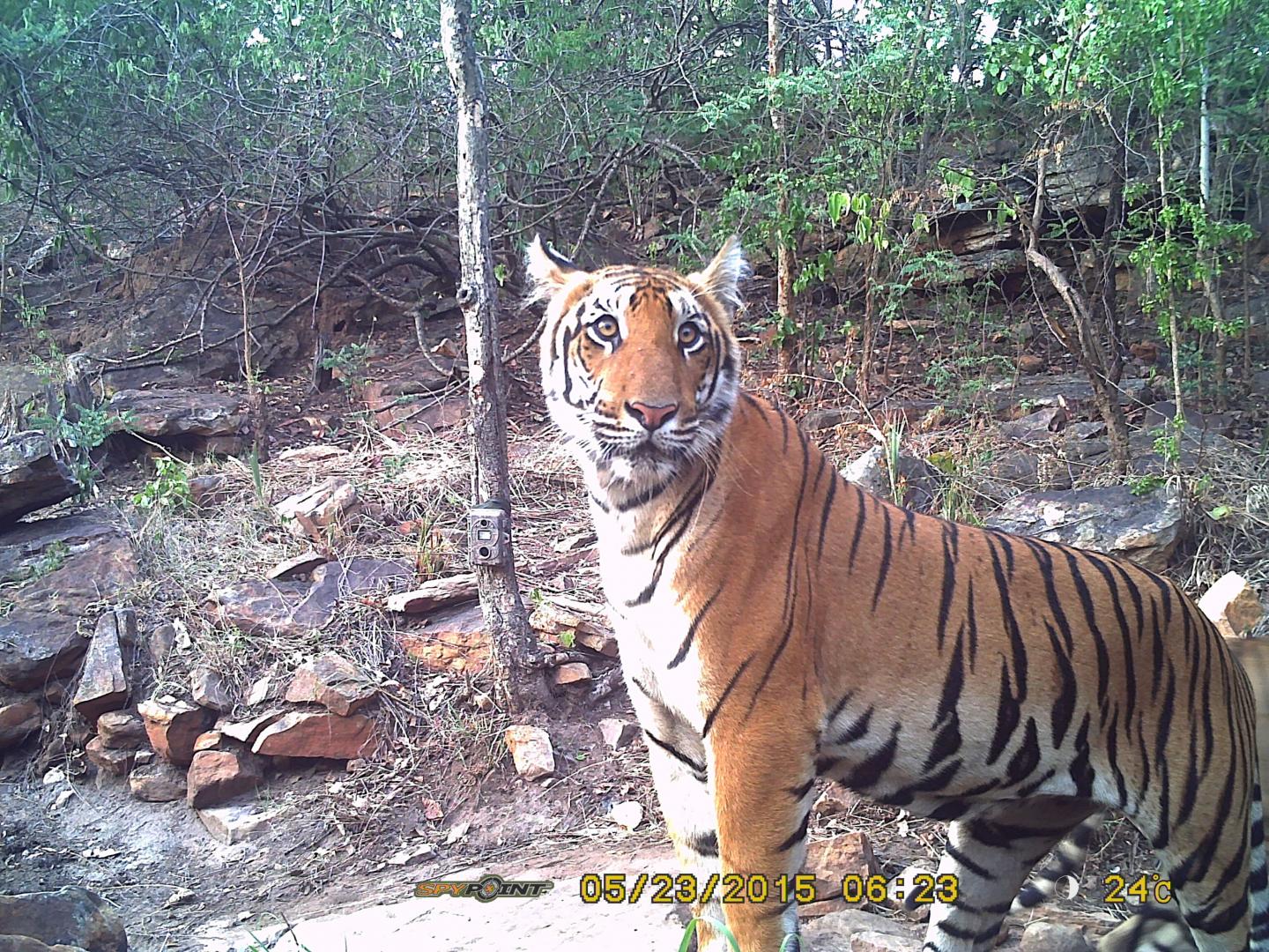 Urbanization may hold key to tiger survival | EurekAlert!