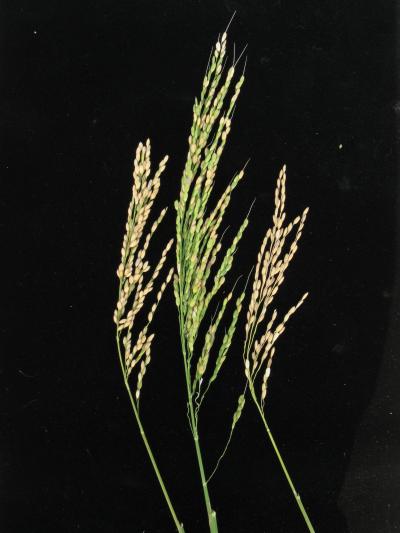 Set of Genes Renders Some Rice [IMAGE] | EurekAlert! Science News Releases