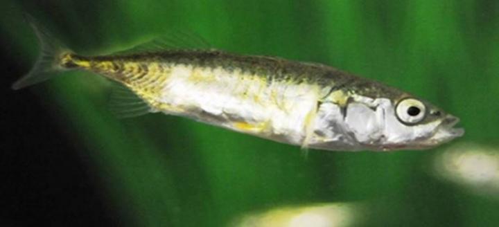 A three-spined stickleback [IMAGE] | EurekAlert! Science News Releases