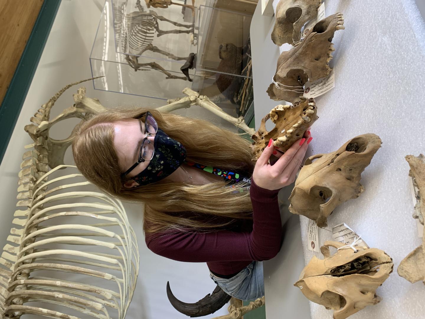 Landry holding gray wolf skull [IMAGE] | EurekAlert! Science News Releases