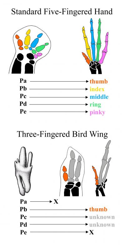 Origin of Bird Digits [IMAGE] | EurekAlert! Science News Releases