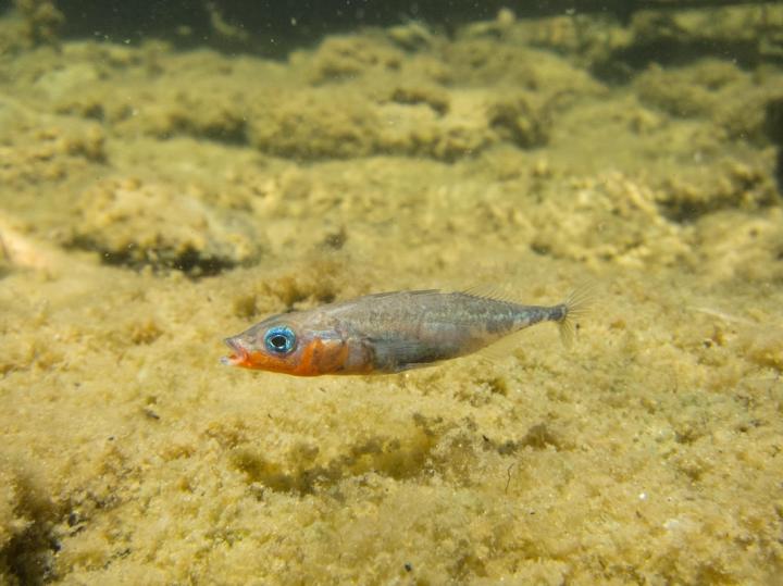 Fresh Water Stickleback [IMAGE] | EurekAlert! Science News Releases
