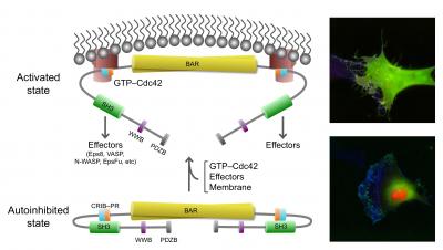 The States of IRSp53 [IMAGE] | EurekAlert! Science News Releases