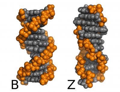 B-Form and Z-Form DNA [IMAGE] | EurekAlert! Science News Releases