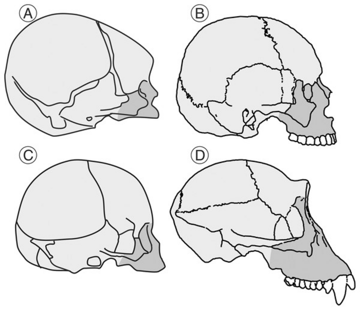 Comparison of the development [IMAGE] | EurekAlert! Science News Releases