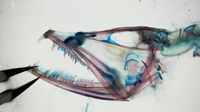 First functional fish head joint discovered i | EurekAlert!