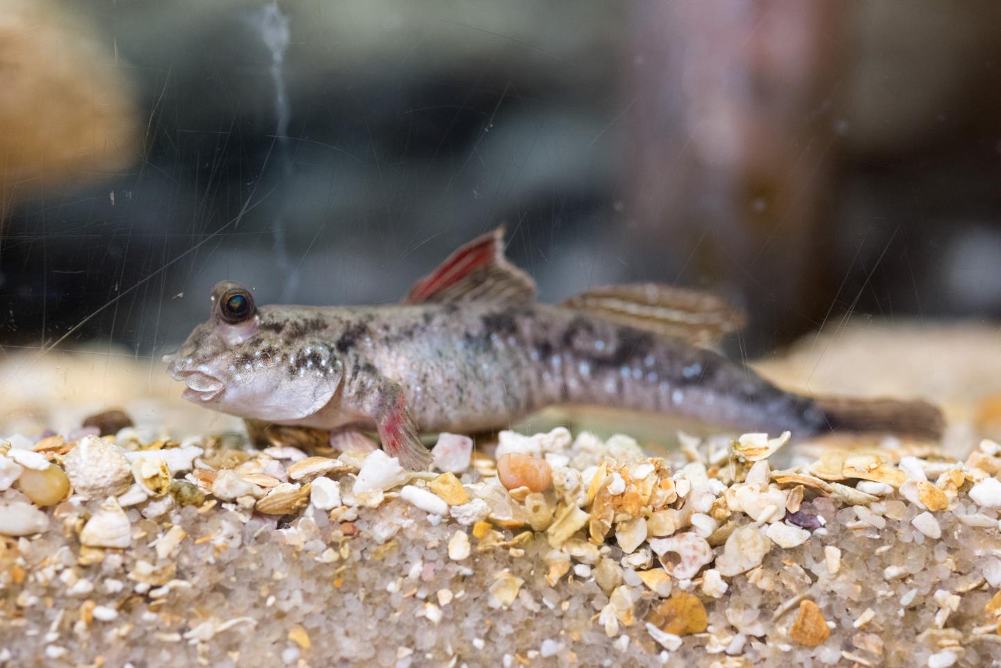 African Mudskipper [IMAGE] | EurekAlert! Science News Releases
