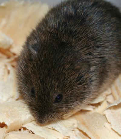 Vole [IMAGE] | EurekAlert! Science News Releases