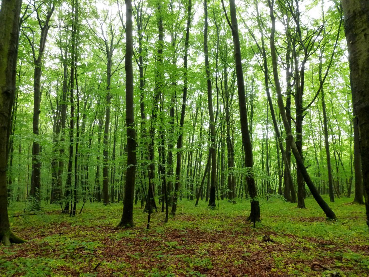 Beech Forest [IMAGE] | EurekAlert! Science News Releases