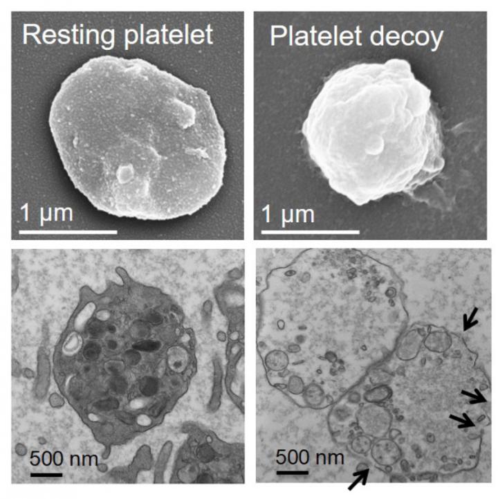 Platelet Doppelgängers Tackle Thrombosis | EurekAlert!