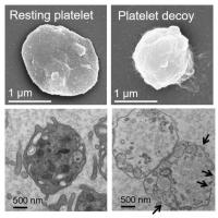Platelet Doppelgängers Tackle Thrombosis | EurekAlert!